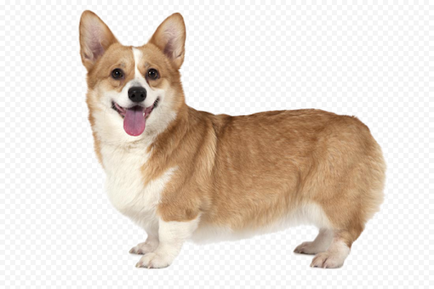 Dog Cute Corgi Dog PNG Image | Pxpng