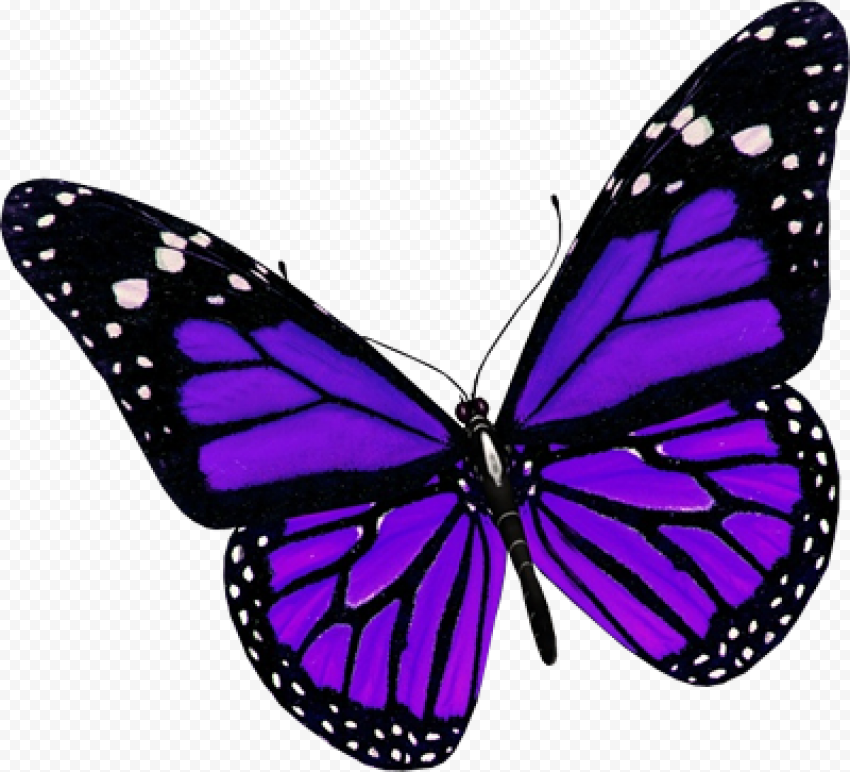 butterfly png pngtree | Pxpng