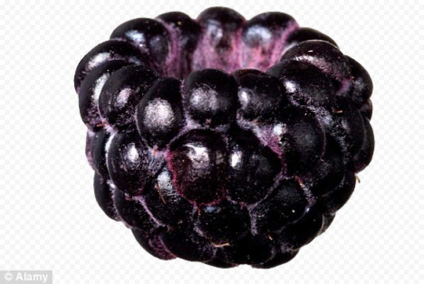 black raspberries transparent | Pxpng