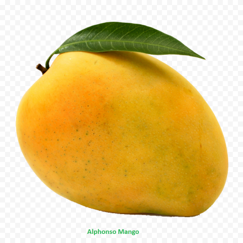 mango png 800x800 | Pxpng