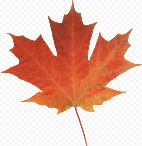 Transparent Fall Leave Png Real Pictures Of Leaves, Png | Pxpng