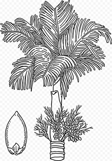 Betelnut, Areca, Nut, Tree, Flowers, Areca Palm Areca Tree Drawing, HD ...