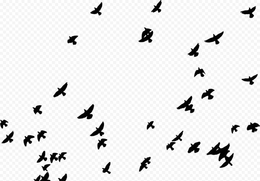 Flock of Birds PNG Image Transparent Background | Pxpng