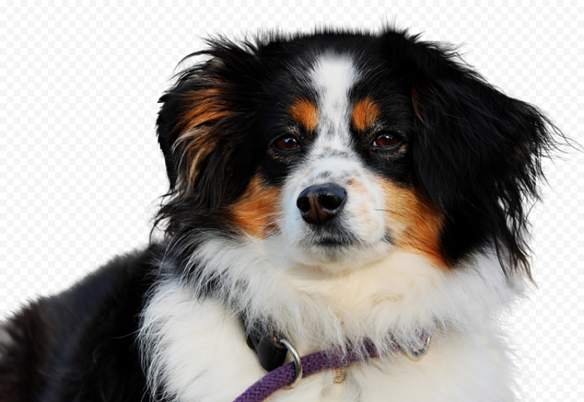 Cute Pet Transparent | Pxpng