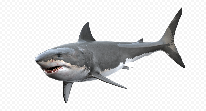 Real Shark PNG Image | Pxpng