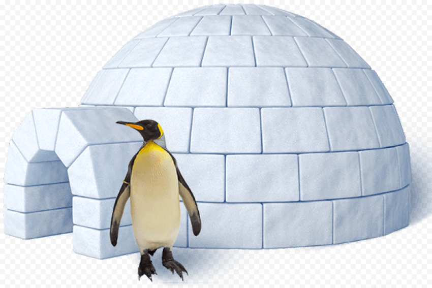 Igloo King penguin, igloo, fauna, bird, beak | Pxpng