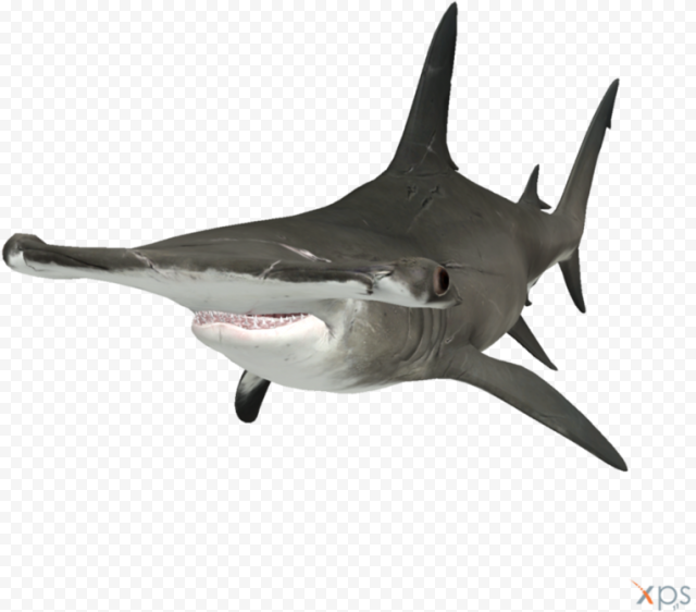 Aquatic Real Shark Transparent Background | Pxpng