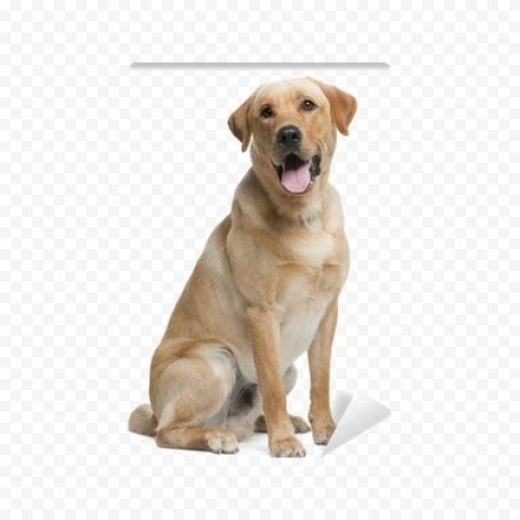 Labrador Transparent PNG | Pxpng